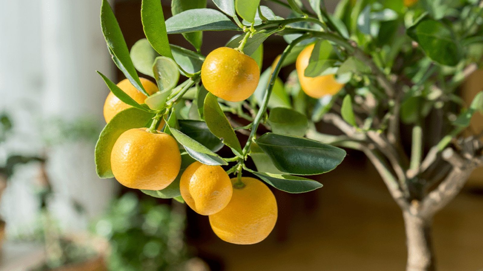 Growing Citrus Trees: What You Need to Know