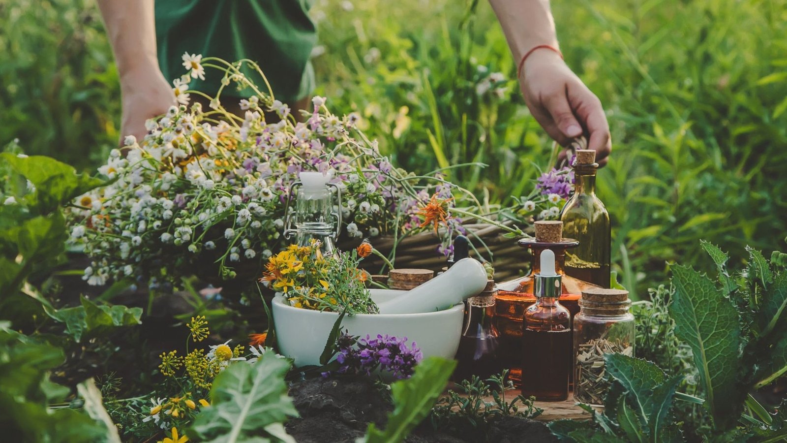 How to Grow and Use Medicinal Plants
